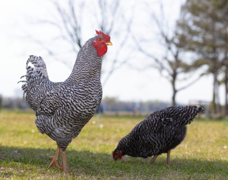 Dominique Chicken - Breed Profile - Backyard Poultry